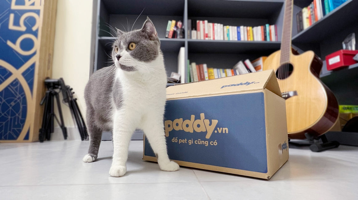 Về Paddy – Paddy Pet Shop