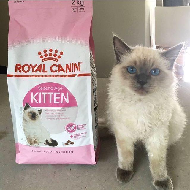 Thức Ăn Hạt Cho Mèo Con Royal Canin Kitten 36 – Paddy Pet Shop